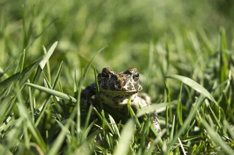 Marsh Frog in the grass stock image. Image of jump, legs - 134936477