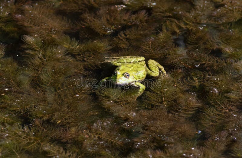 Marsh Frog, Pelophylax Ridibundus. a Frog Sits in a Pond in Shallow ...