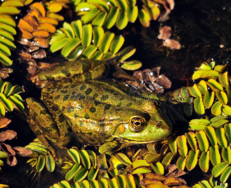 Marsh Frog in pond stock photo. Image of amphibian, water - 49887926