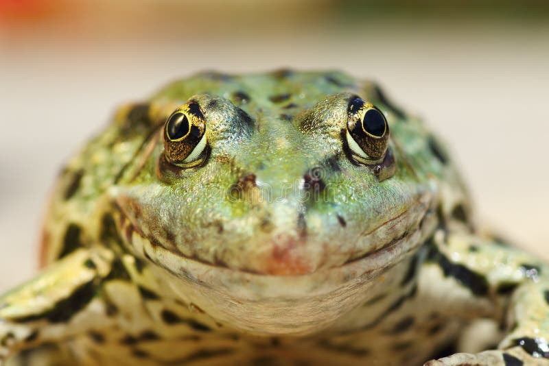 Marsh Frog Portrait Looking at the Camera Stock Photo - Image of ...