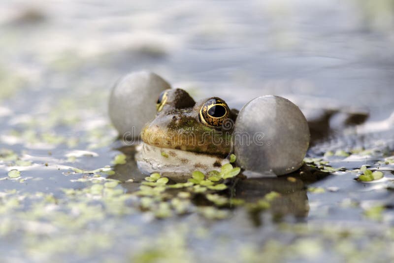 Marsh frog, Rana ridibunda stock image. Image of pond - 32292335