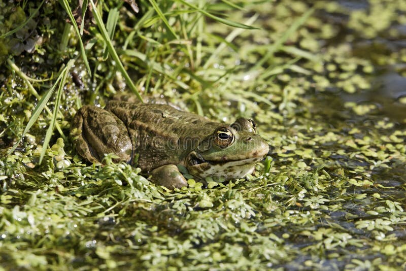 Marsh frog, Rana ridibunda stock photo. Image of marsh - 32292320