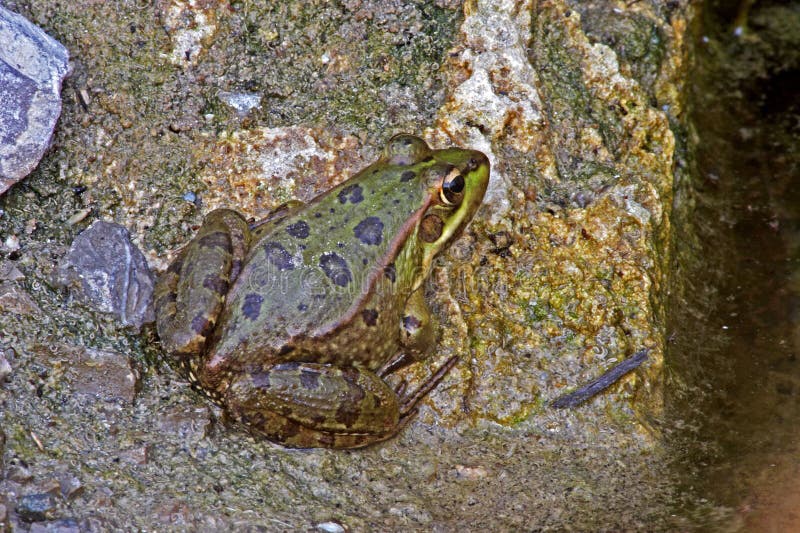 Marsh Frog - Rana Ridibunda Stock Image - Image of rana, wild: 44256755