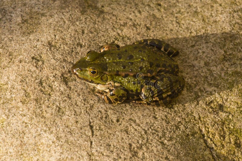 The Marsh Frog Rana Ridibunda. Stock Photo - Image of frog, pool: 172527792