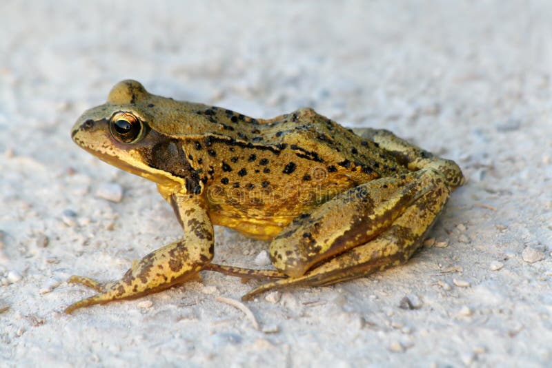 Marsh frog sitting stock photo. Image of animal, yellow - 202698686