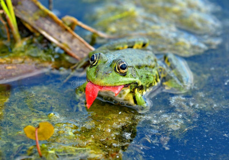 Marsh frog in the swamp stock photo. Image of sedge, morass - 68266242