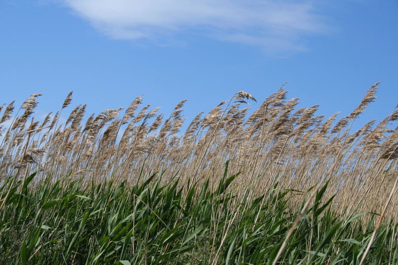 Marsh grass stock image. Image of estuary, beach, marsh - 11568367