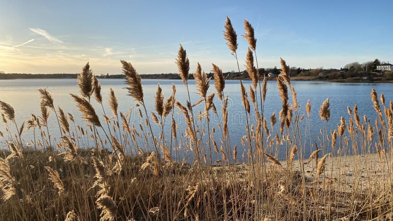 Marsh Grass on Cape Cod stock image. Image of frame - 173975529