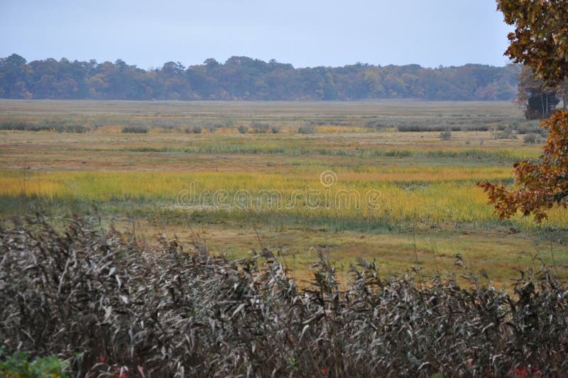 Marsh grass in the Fall stock image. Image of colors - 94256941