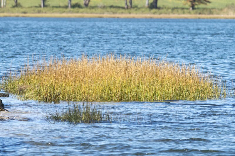 Marsh grass fall day stock image. Image of england, grass - 74338537
