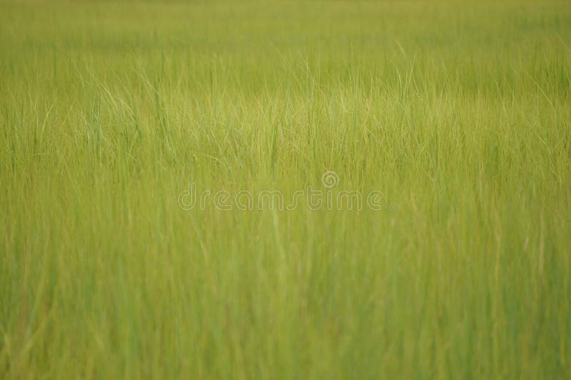 Marsh grass stock photo. Image of grasses, marsh, fall - 94342416