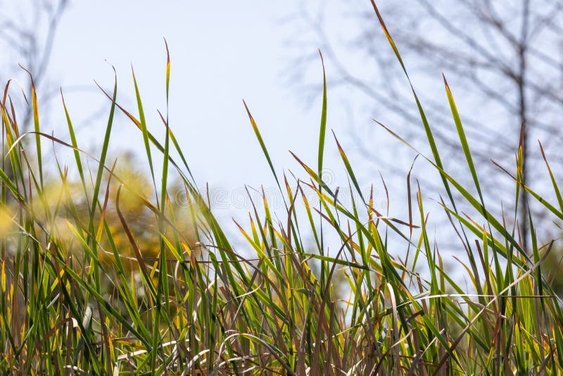 Marsh Grass Ground Level View Stock Photo - Image of growth, nature ...