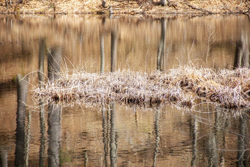 Marsh Grass in the Middle of a Pond in the Spring Stock Photo - Image ...