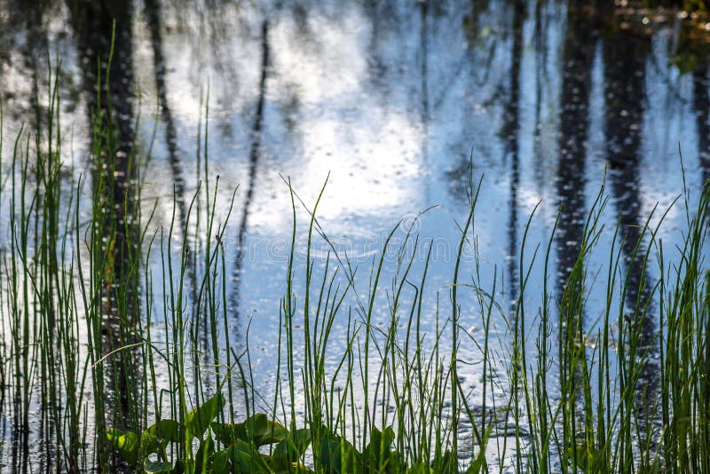 Marsh grass stock image. Image of fall, green, landscape - 55430033