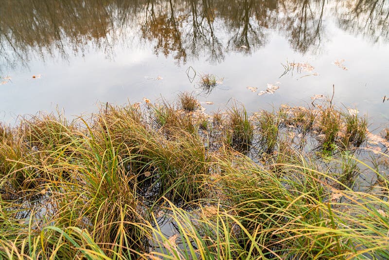 Sedge Water Swamp Grass stock photo. Image of growth - 13101630