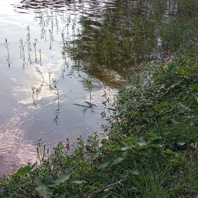 Marsh Grass Swamp Lake Water Dreary Stock Photo - Image of swamp ...