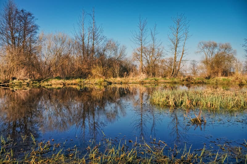 Marsh Grass and Trees on a Blue Water Background Stock Photo - Image of ...