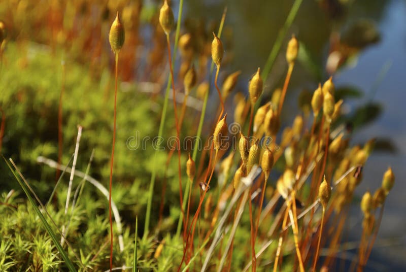 Marsh grass stock photo. Image of nature, yellow, karelia - 61826844