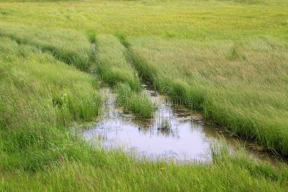 Marsh in the grassland stock photo. Image of swamps - 380046858