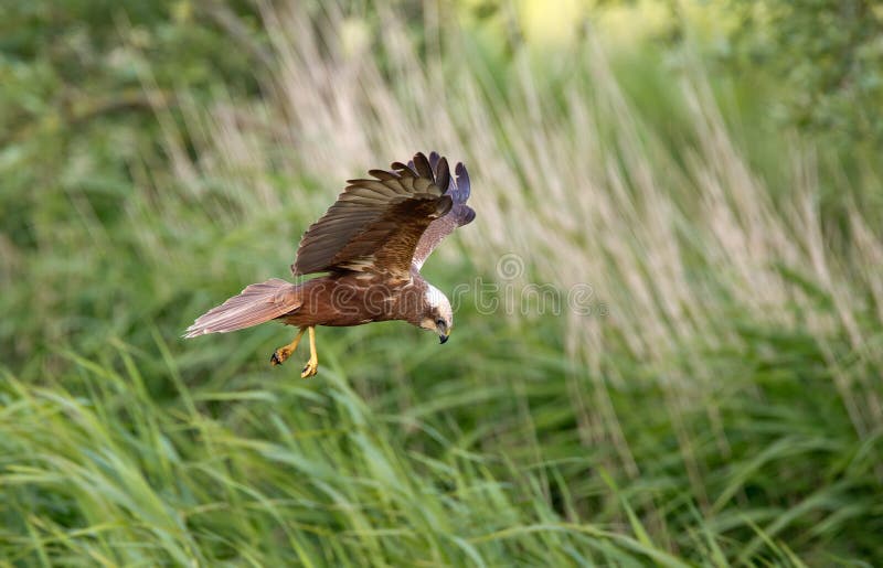 Marsh Harrier stock photo. Image of fauna, environment - 31810718