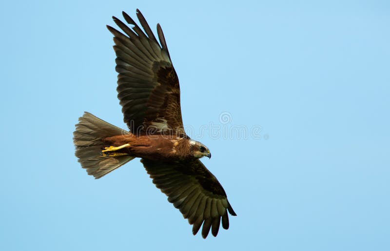 Marsh Harrier in flight stock image. Image of field, kite - 32576031