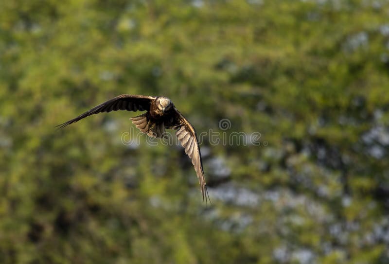 Marsh harrier Flying stock photo. Image of danube, animal - 166456822