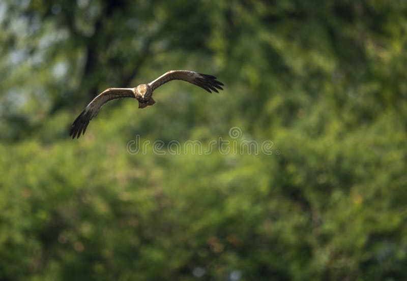 Marsh harrier Flying stock photo. Image of biosphere - 166456742