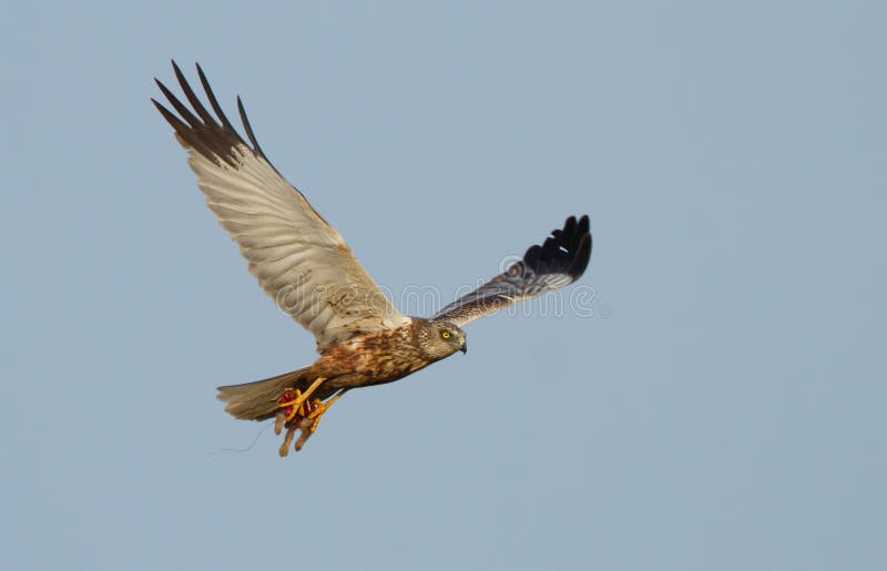 Marsh Harrier stock image. Image of male, biodiversity - 30845757
