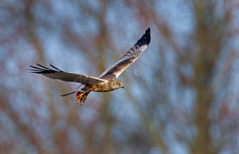 Marsh Harrier stock image. Image of brown, male, meadow - 30845791