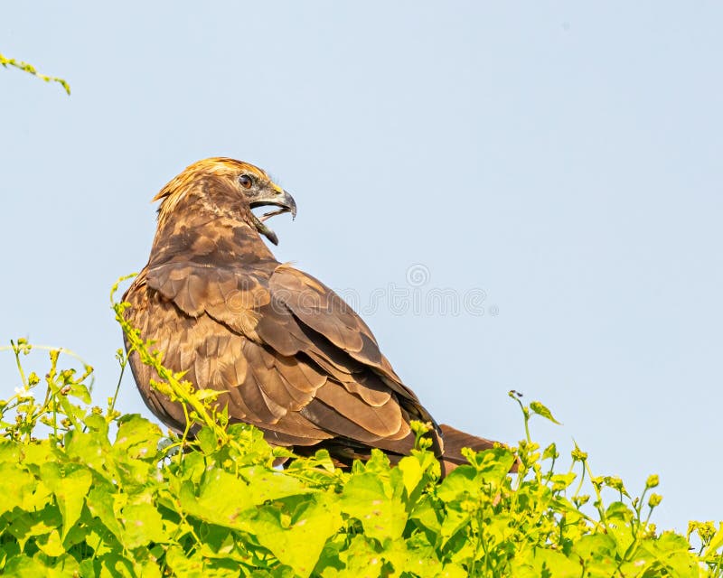 A Marsh Harrier with Open Mouth Stock Photo - Image of vulture, black ...