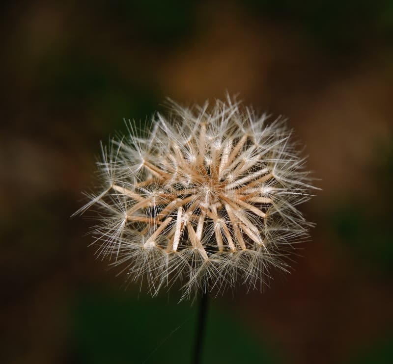 Marsh Hawksbeard (Crepis Paludosa) Stock Photo - Image of pappus ...