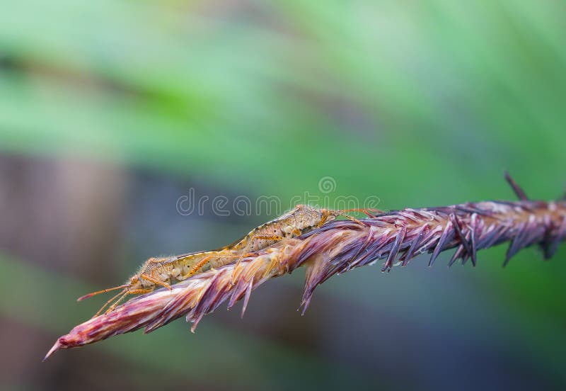 Marsh insects mating stock photo. Image of life, reproduction - 32684344