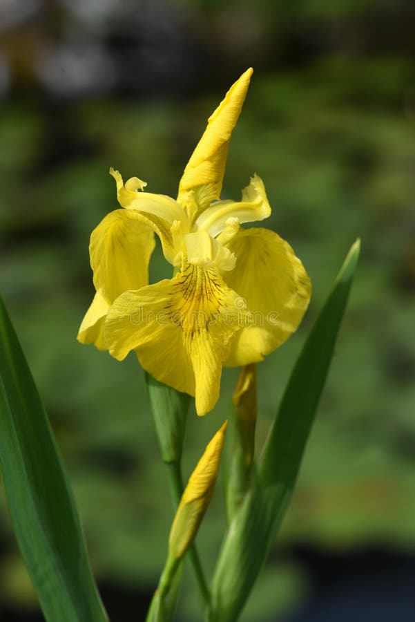 Marsh Iris, Iris Pseudacorus Stock Photo - Image of wild, remedies ...