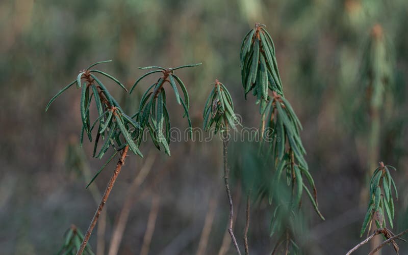 Marsh Labrador Tea Plant in the Forest Stock Image - Image of herb ...