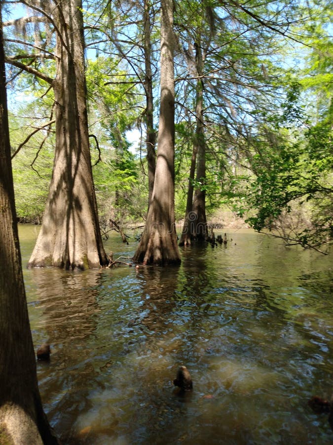 Marsh lake fishin pond stock image. Image of reflection - 215775661