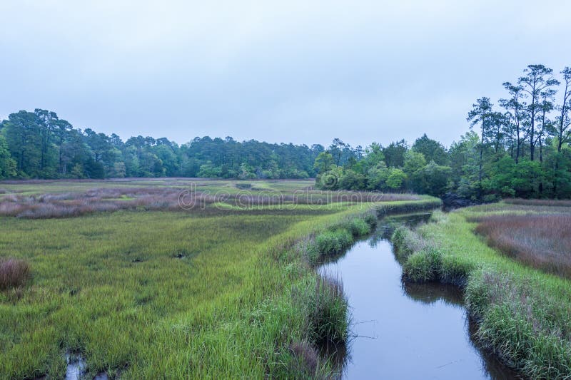 Green Marsh Land in Forest stock photo. Image of plants - 28382060