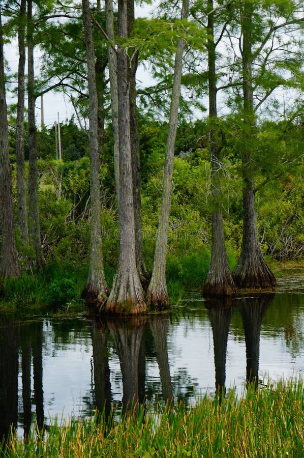Marsh landscape stock image. Image of green, bayou, environmental ...