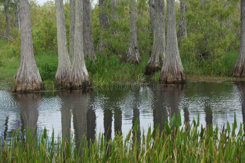 Marsh landscape stock image. Image of colorful, blue - 76946097
