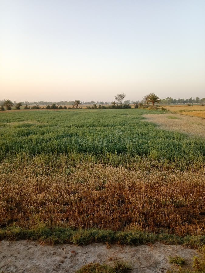 Marsh landscape nature stock image. Image of hill, landscape - 220115417