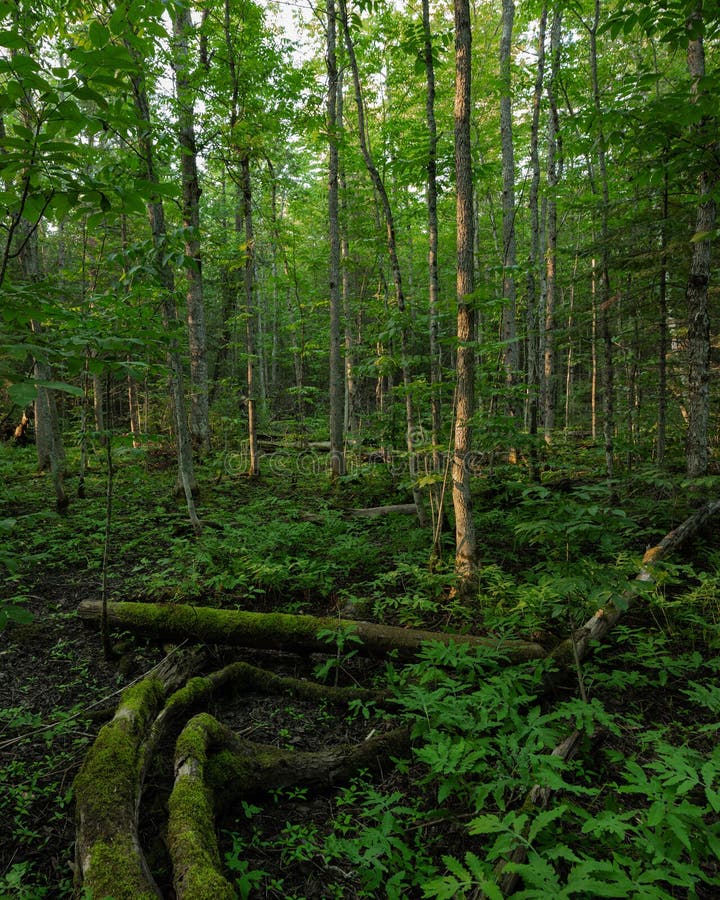 Marsh with Logs and Lush Trees Stock Image - Image of regeneration ...