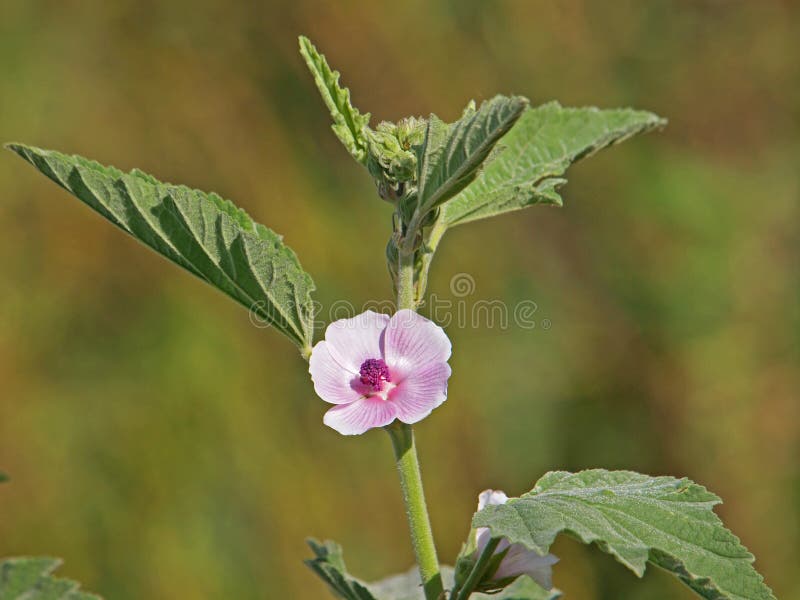 Marsh Mallow or Common Marshmallow, Althaea Officinalis Stock Photo ...