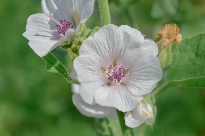 Marsh mallow flower stock photo. Image of alternative - 120529132