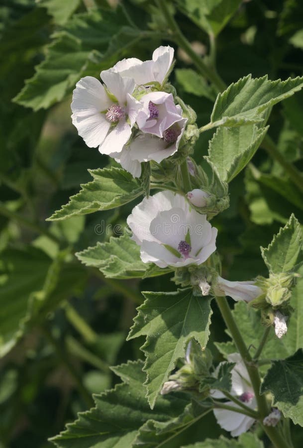 Marsh Mallow stock photo. Image of vertical, flora, althaea - 37027070