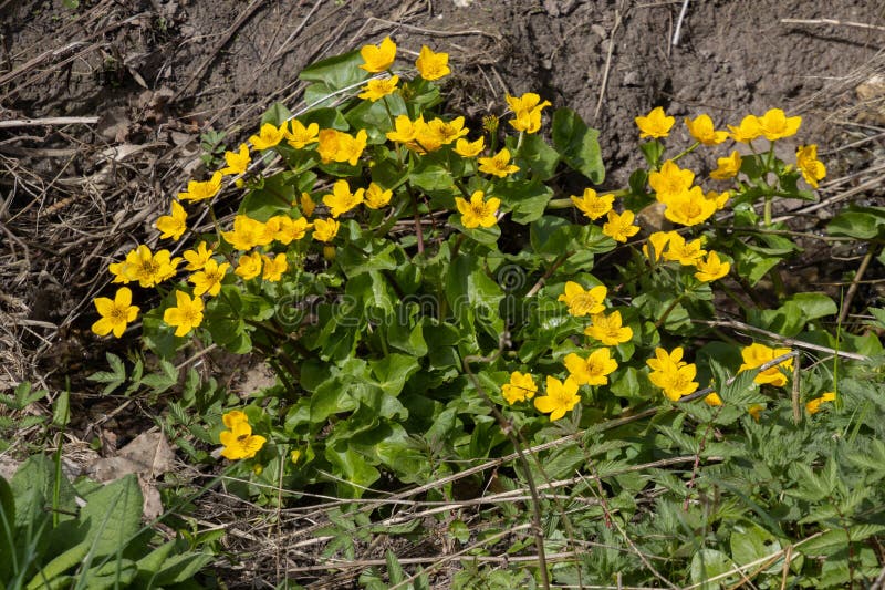 Marsh Marigold, Also Called Caltha Palustris Stock Image - Image of ...
