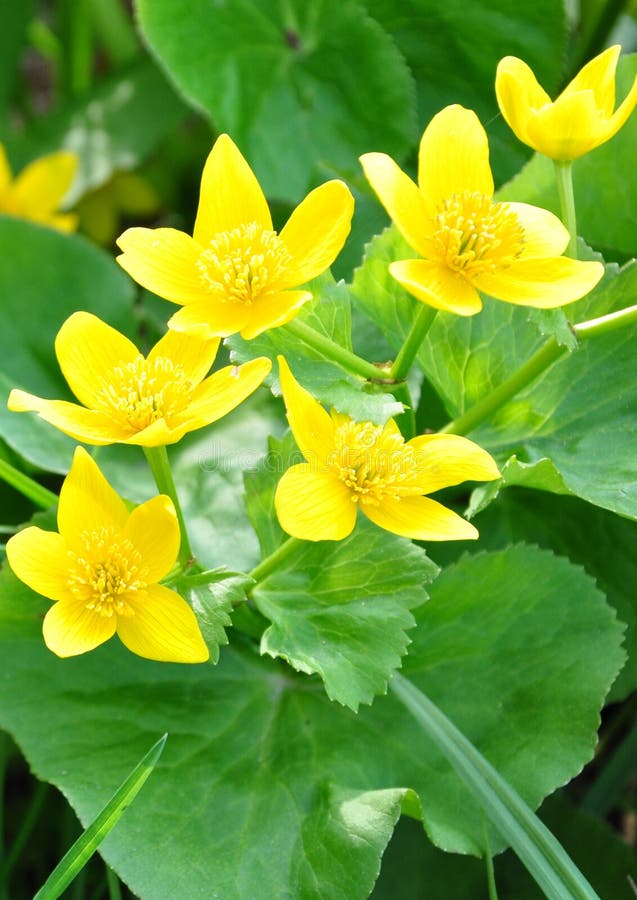 Marsh marigold stock photo. Image of buttercup, palustris - 54030944
