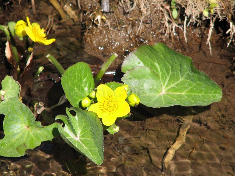 Marsh marigold stock image. Image of spike, rush, palustris - 70772415
