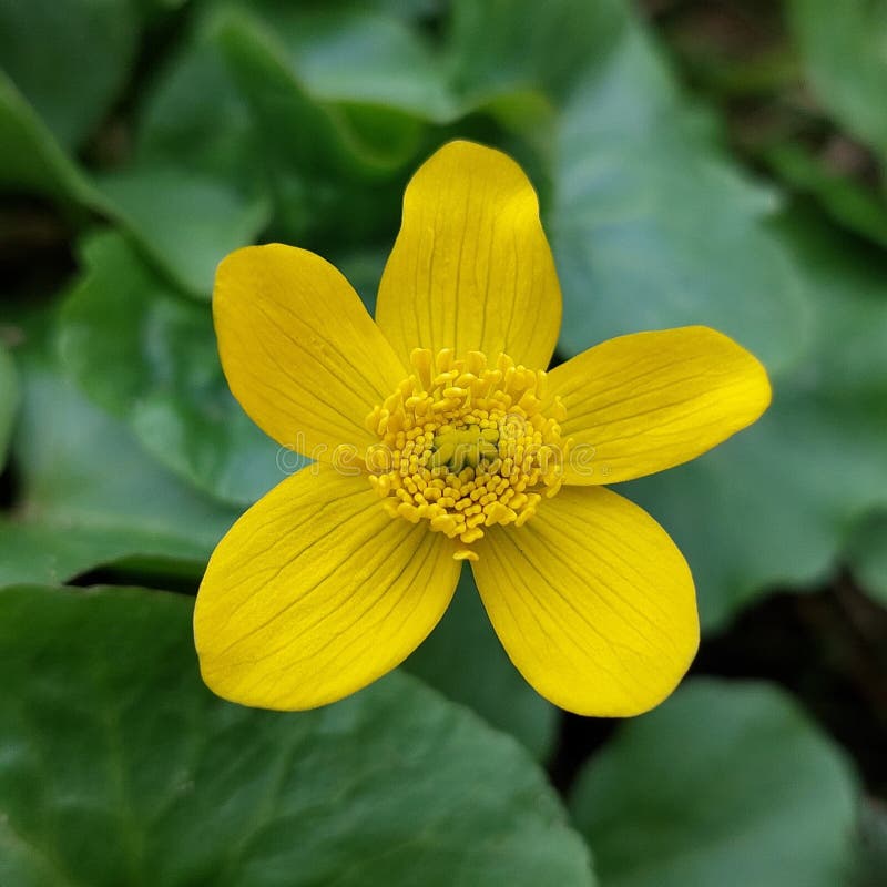 Marsh Marigold (Caltha Palustris) Stock Photo - Image of bloom, flora ...