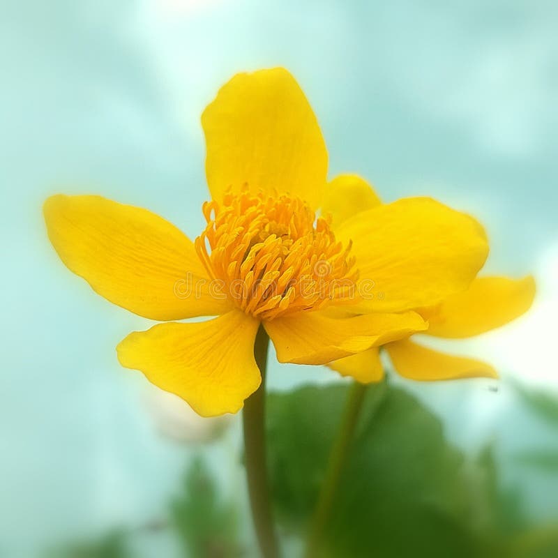 Marsh Marigold (Caltha Palustris) Stock Photo - Image of plant, family ...
