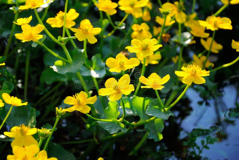 Marsh Marigold flowers stock image. Image of homeopathic - 113443843