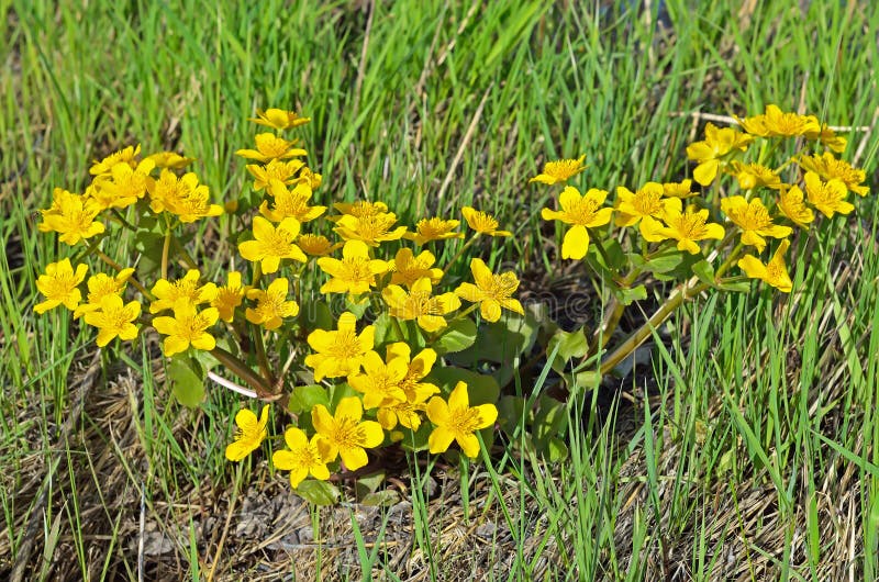 Marsh Marigold flowers stock image. Image of petal, flower - 113444777